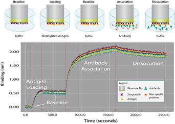 Gator Analysis - Green Mountain Antibodies