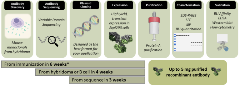 Recombinant Antibody Expression - Green Mountain Antibodies